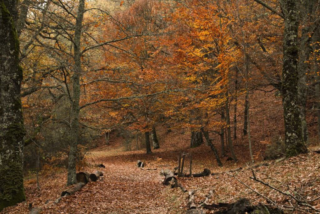 Hayedo de Montejo - Planes en Madrid